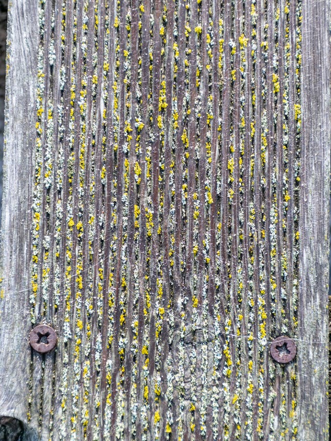 Expressive and Beautiful Texture of Old Boards, Abstract Mossy Pattern ...