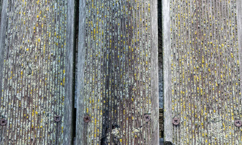 Abstract Mossy Wood Texture Stock Photo - Image of floor, abstract ...