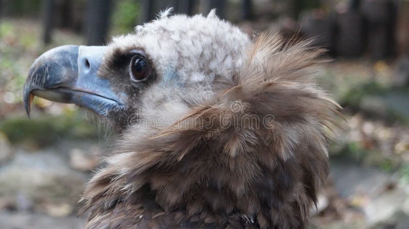 Vulture, noble bird, fluff stock photo. Image of landscape - 299036720
