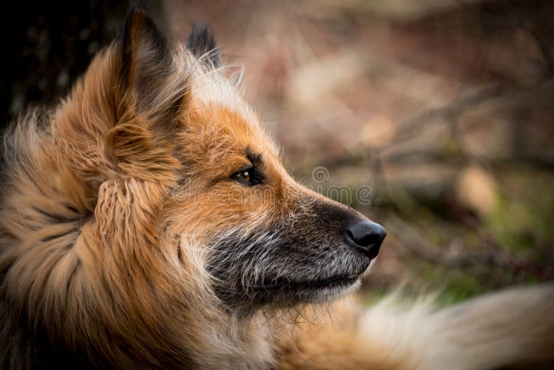 Expressive face of a dog stock image. Image of friend - 237929335