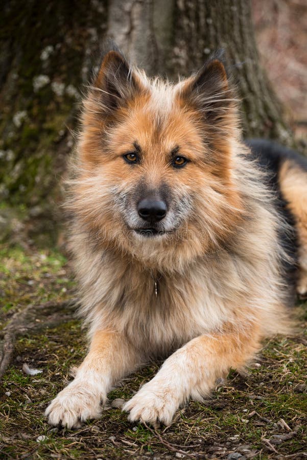 Expressive face of a dog stock image. Image of friend - 237929339