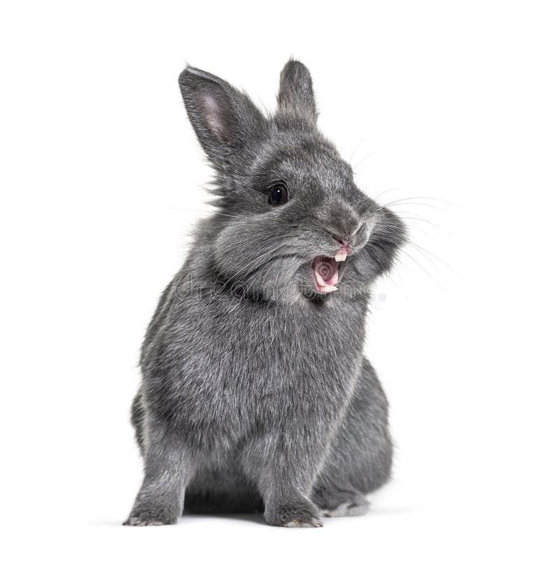 Grey Rabbit stock image. Image of shot, obedient, furry - 16407955