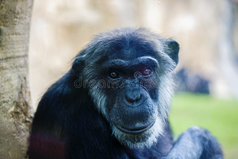 Expressive Image Whit Chimpanzee Monkey Stock Image - Image of cute ...