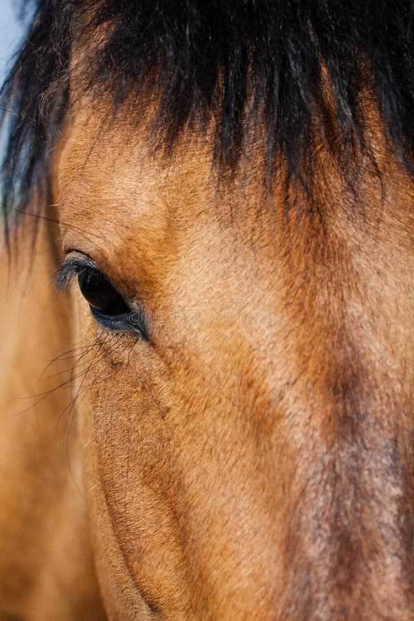 Expressive Look of a Bay Horse Stock Image - Image of herd, organ ...