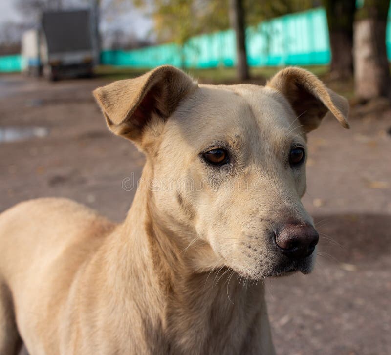 Expressive look of a dog stock photo. Image of sports - 301905918