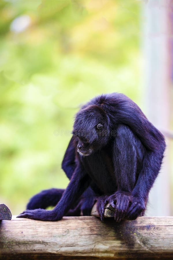 Expressive Monkey in Captivity Stock Image - Image of tropical, tree ...