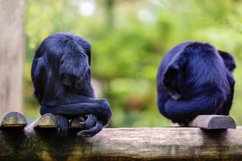 Expressive Monkey in Captivity Stock Image - Image of large, primate ...