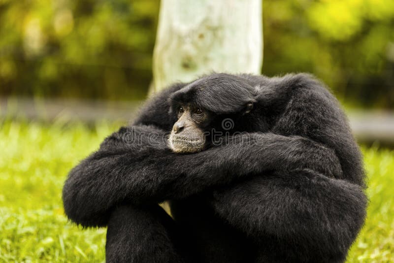 Expressive Monkey in Captivity Stock Photo - Image of large, fauna ...