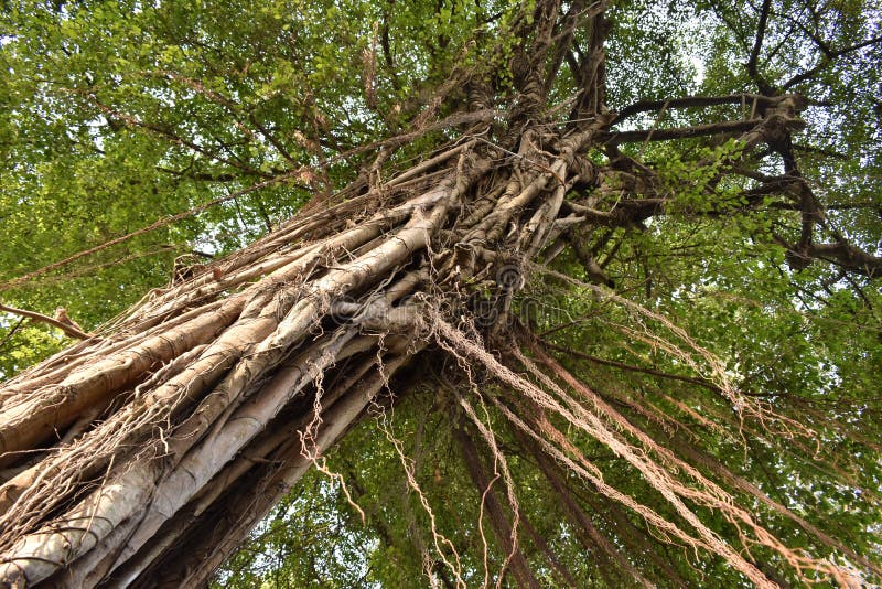 The Expressive Powerful Tree To Expand Stock Photo - Image of blue ...