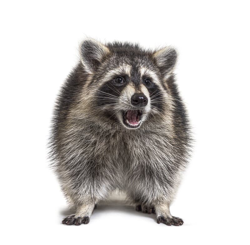 Excellent Raccoon