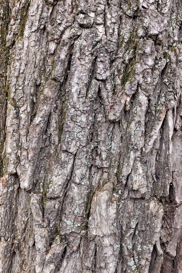 Expressive Texture of Tree Bark with Cracks and Moss Stock Image ...