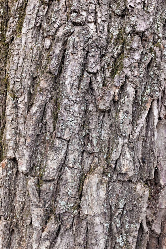 Expressive Texture of Tree Bark with Cracks and Moss Stock Image ...