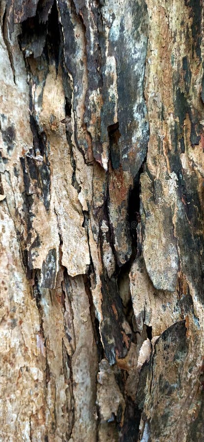 Expressive Texture of Tree Bark after Rain Stock Image - Image of aging ...