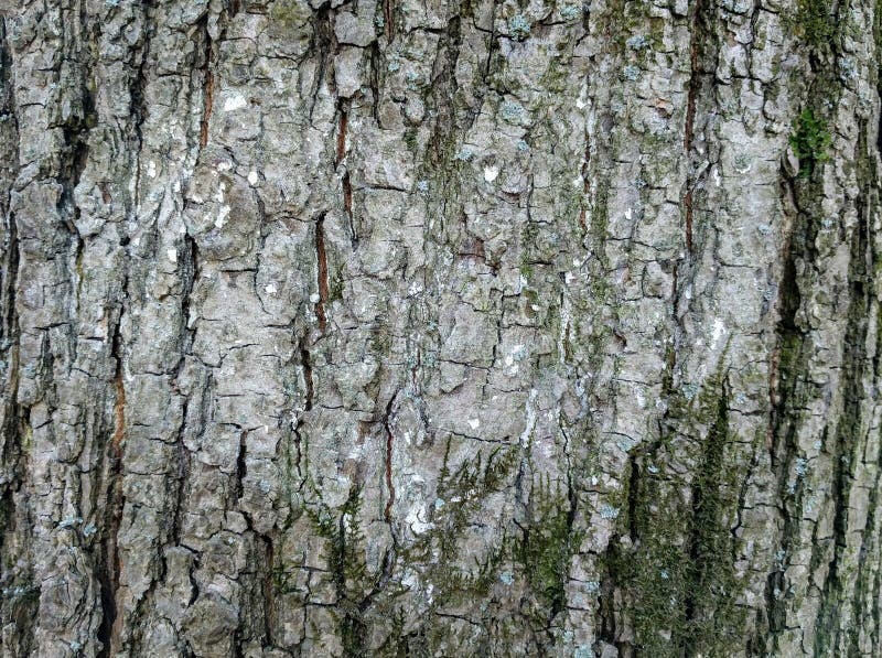 Expressive Tree Bark with a Discernible Silhouette of a Lighter-colored ...