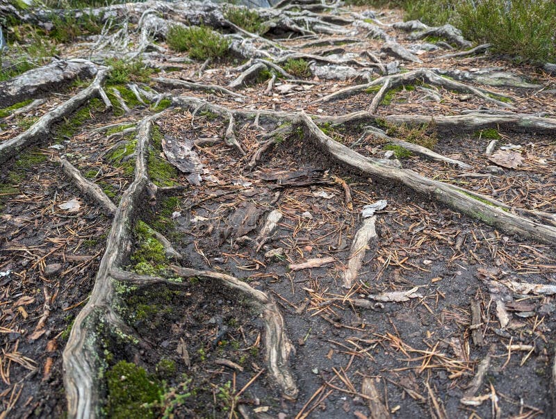 Expressive Tree Roots on the Path Stock Photo - Image of branch ...