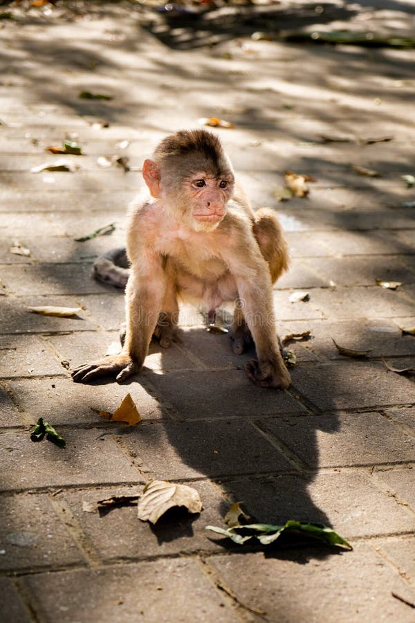 A Very Expressive Mother Capuchin Monkey Looking Up on the Street in ...