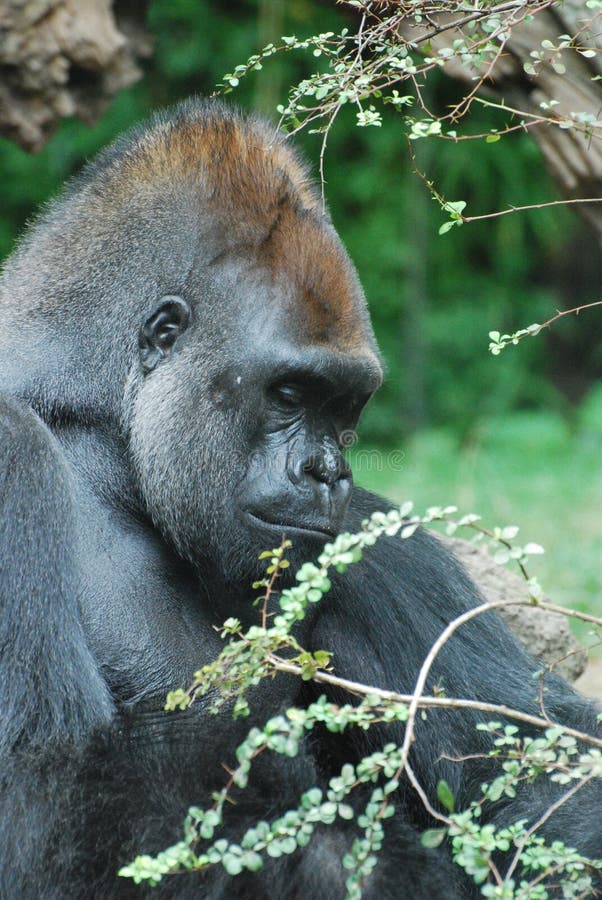 Exprssive Face of a Silverback Gorilla Stock Photo - Image of nature ...