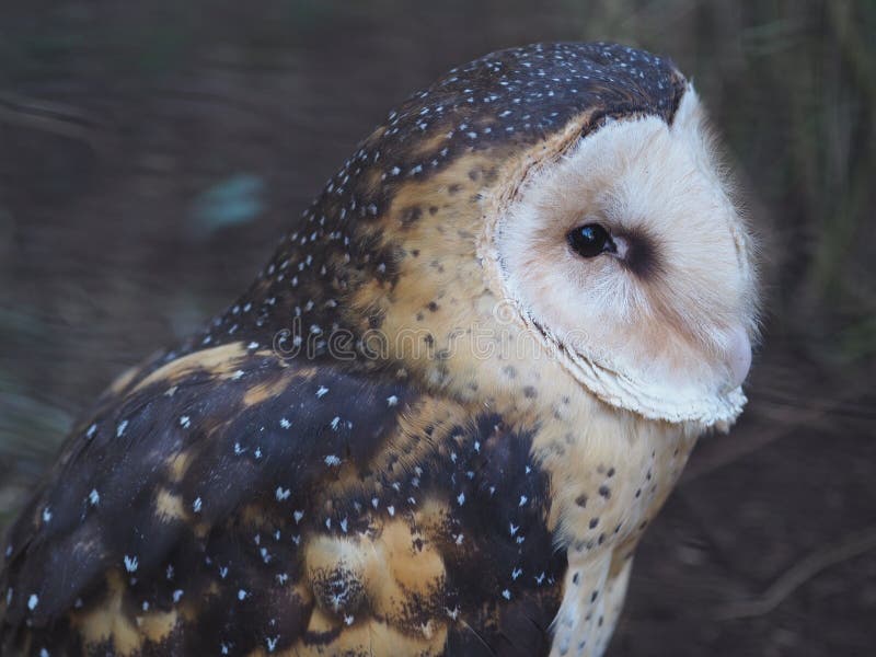 Eastern Grass Owl stock photo. Image of captivity, caprivity - 190494942