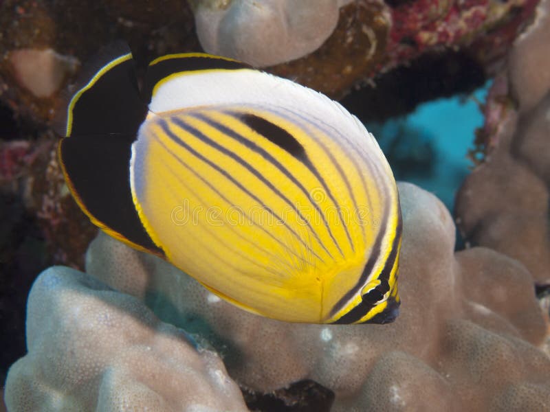 Exquisite butterflyfish stock image. Image of animal - 29901541