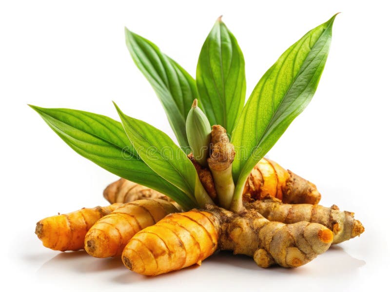 Exquisite CloseUp of Turmeric Rhizome and Leaves Isolated on Pristine ...
