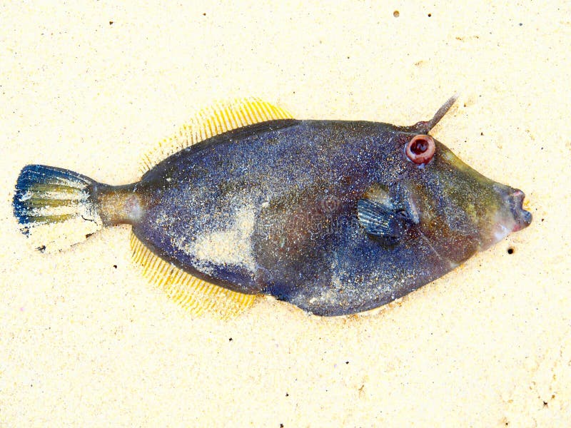 Exquisite Colorful Tropical Fish with Beach Sand Background. Stock ...