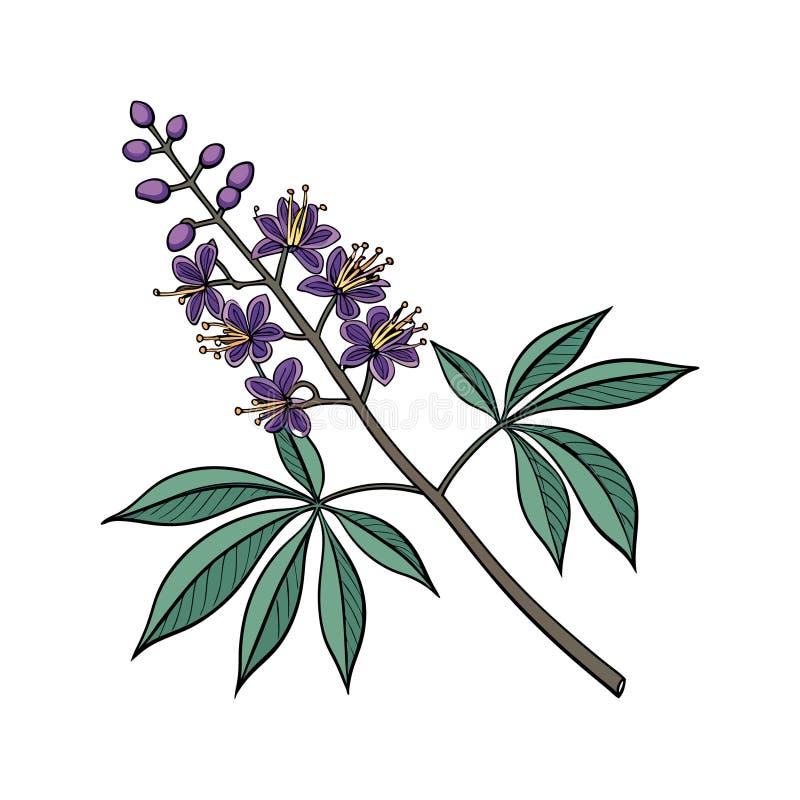 Exquisite Chaste Tree Flower Colorful Design Stock Image - Illustration ...