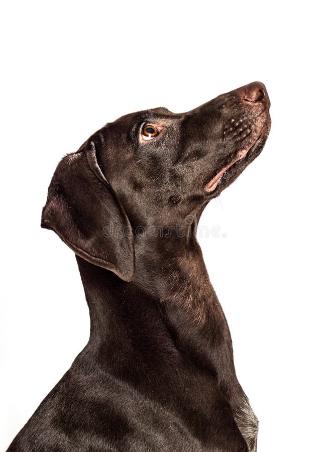 Exquisite Dog Face on a White Stock Image - Image of head, kurtshaar ...