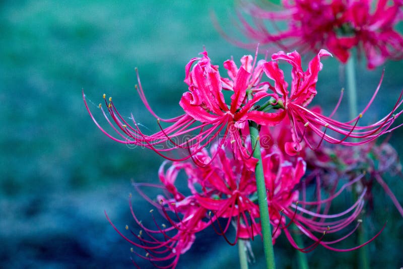 Exquisite Flower stock photo. Image of unique, exquisite - 78394082