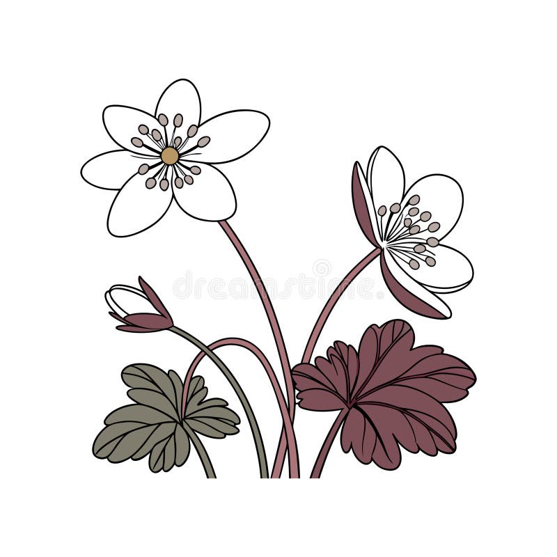 Exquisite Hepatica Flower Bright Design Stock Illustration ...