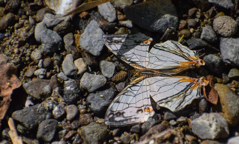 Vivid Closeup of a Common Map Butterfly in a Puddling Pose Stock Image ...