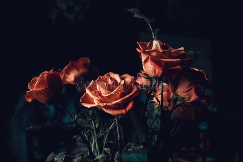 Exquisite Still Life Featuring a Bouquet of Vibrant Red Roses Stock ...