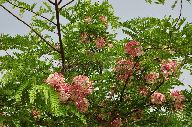 An Exquisite Tree and Leaves from the Nile River Basin in Egypt Stock ...