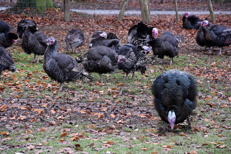 4,779 Dindes Photos libres de droits et gratuites de Dreamstime