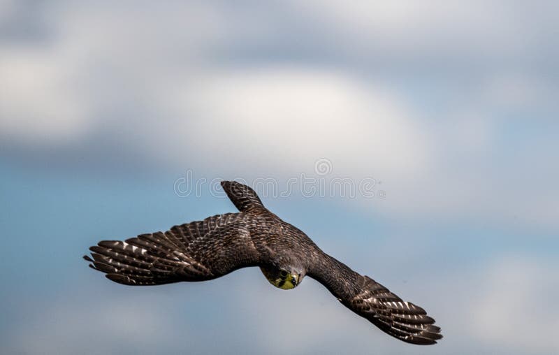 NZ Falcon or Karearea stock photo. Image of grassland - 355343606