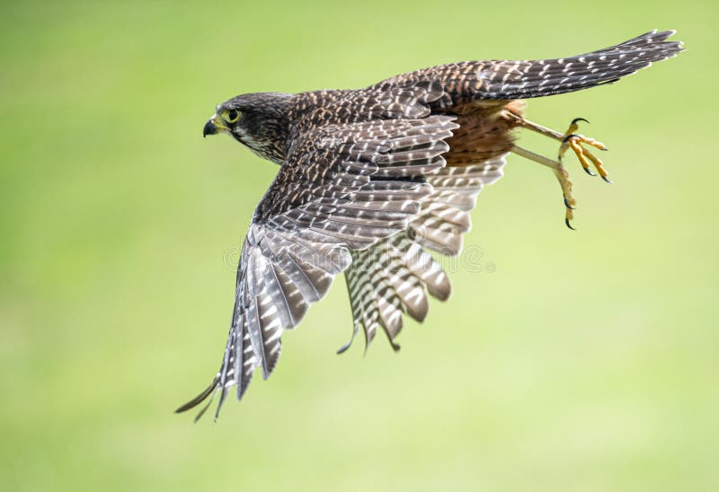 NZ Falcon or Karearea stock photo. Image of pasture - 355343628