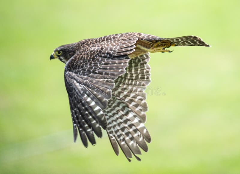 NZ Falcon or Karearea stock photo. Image of common, airplane - 355343650