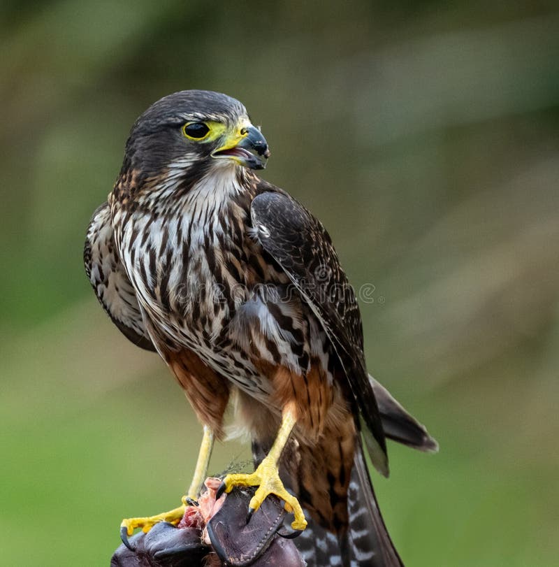 NZ Falcon or Karearea stock photo. Image of pasture - 355343686