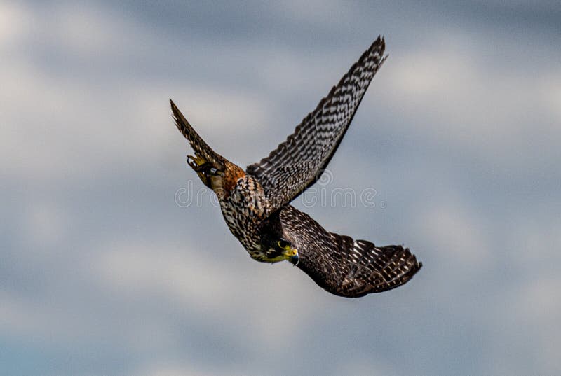 NZ Falcon or Karearea stock image. Image of endemic - 355343689