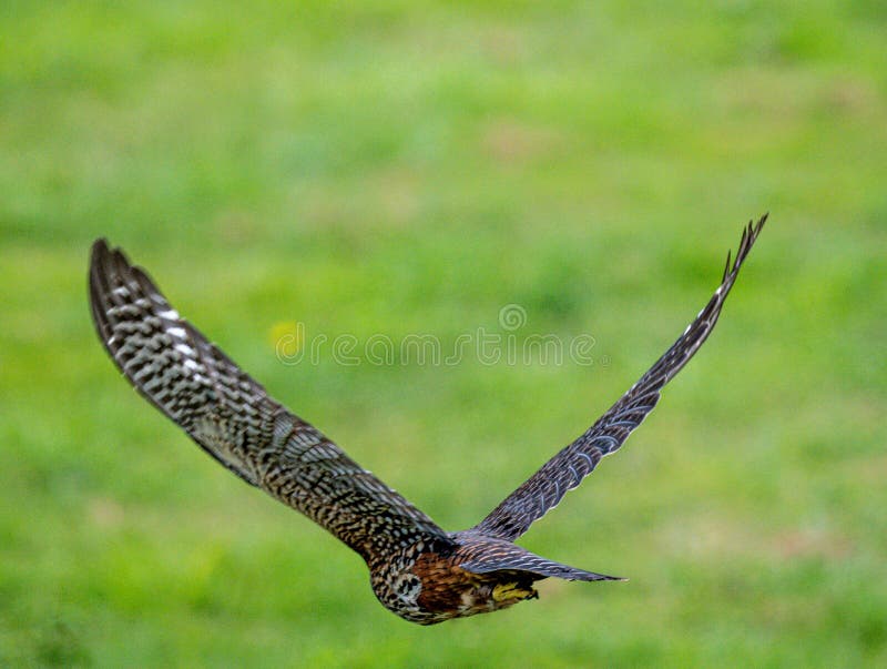 NZ Falcon or Karearea stock photo. Image of waterbird - 355343698