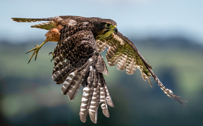 NZ Falcon or Karearea stock photo. Image of vehicle - 355343718