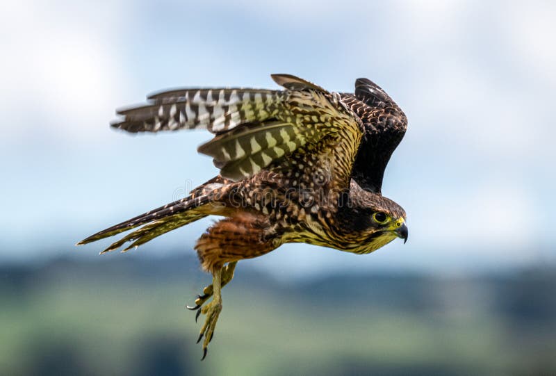 NZ Falcon or Karearea stock photo. Image of seabird - 355343722
