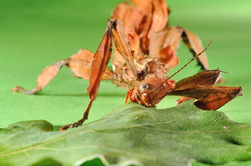 Stick Insect, Phasmatodea - Extatosoma Tiaratum Stock Photo - Image of ...