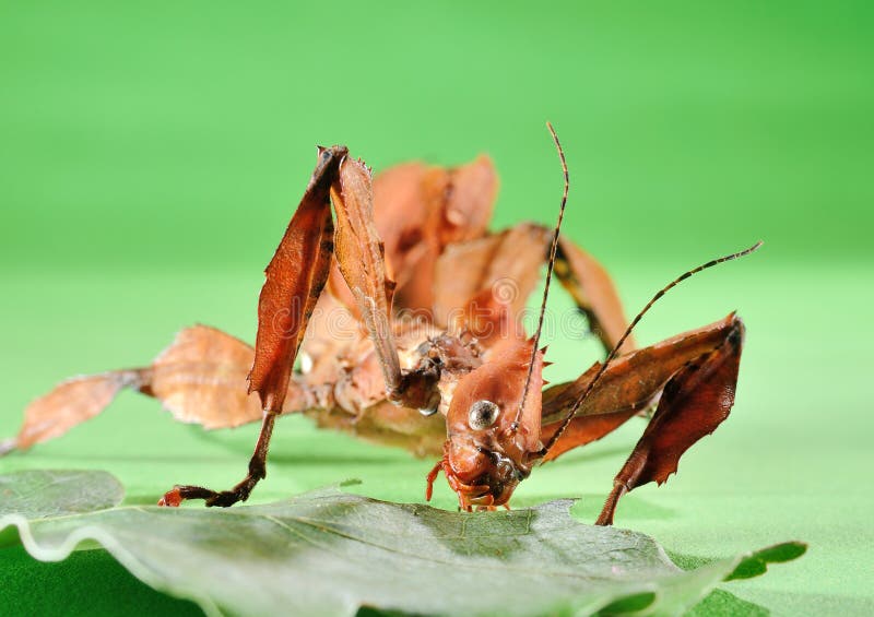 Phasmida Extatosoma Tiaratum Stock Image - Image of phasmida, nature ...