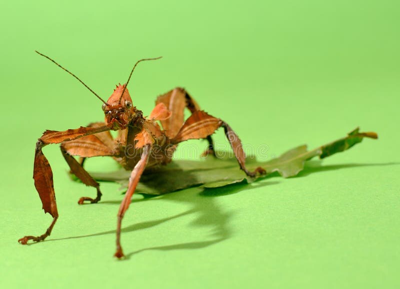 Stick Insect, Phasmatodea - Extatosoma Tiaratum Stock Photo - Image of ...