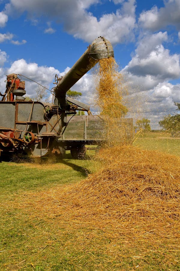 Chaff and Straw Leaving the Blower Pipe of a Threshing Machine and ...
