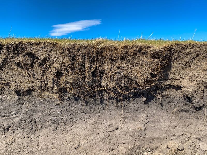 Extended Root and Soil Layers on Edge of Pasture Drop Off Stock Photo ...