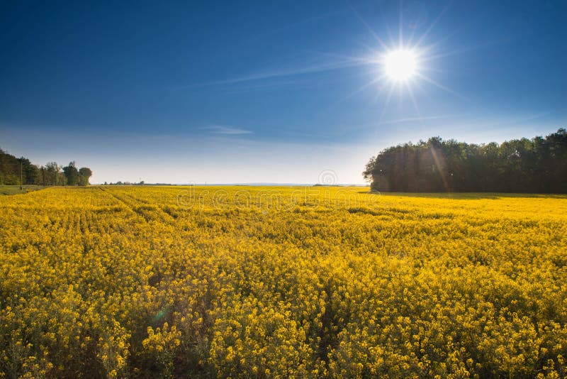 Extensive Arable Fields with Yellow Rapeseed. Stock Image - Image of ...