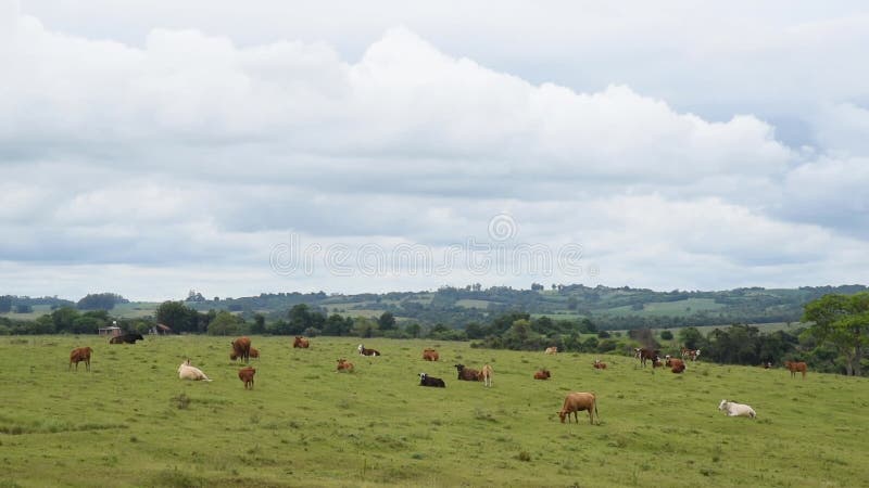 Extensive Cattle Ranching in the Fields of the Pampa Biome in Southern ...