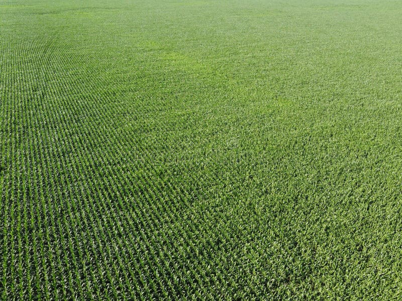 Extensive Corn Fields, Top View. Green Farm Fields, Landscape Stock ...