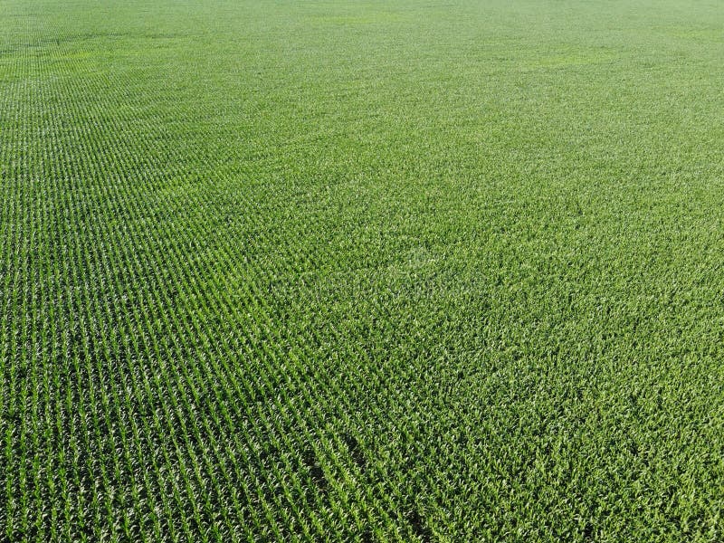 Extensive Corn Fields, Top View. Green Farm Fields, Landscape Stock ...